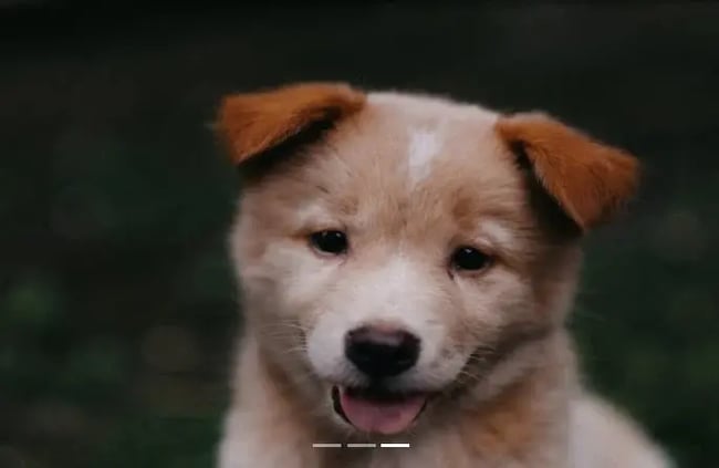 How to Edit, Customize, and Override Bootstrap CSS to Suit Your Brand